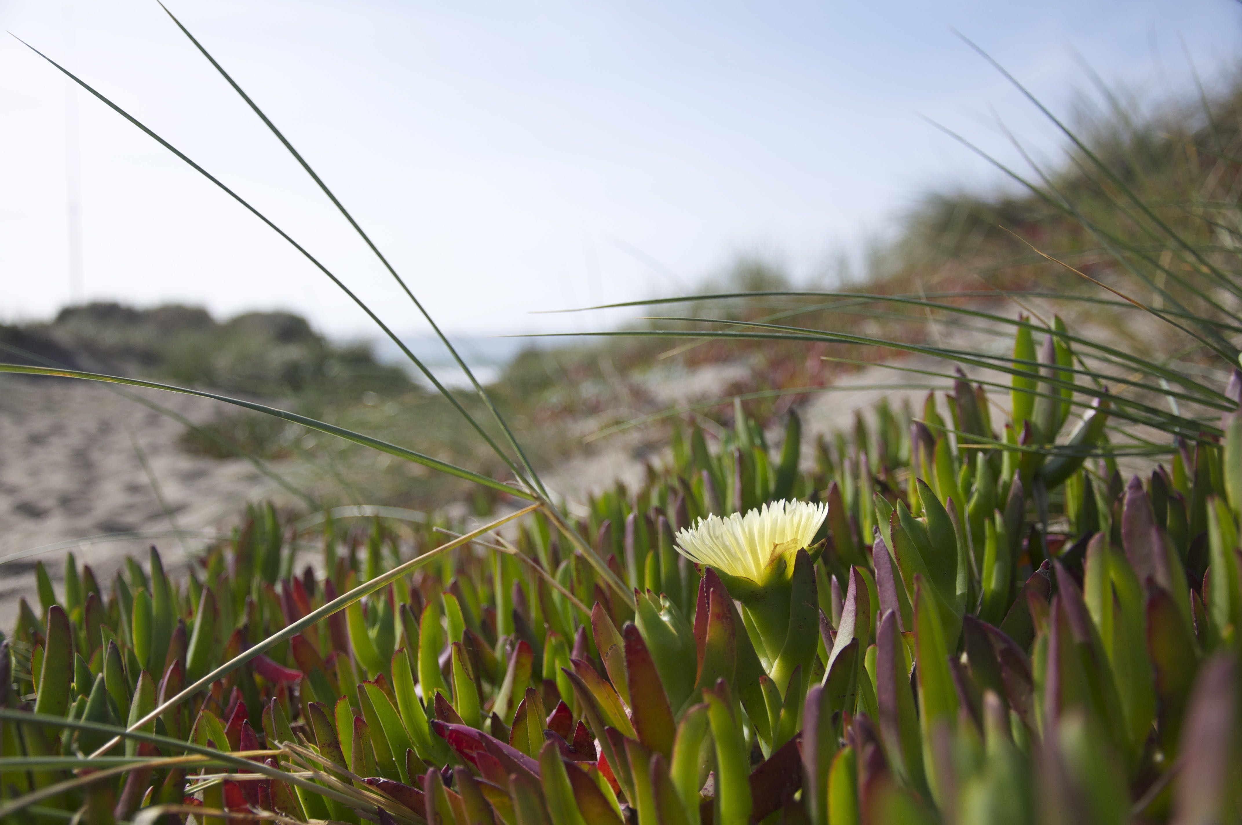 Kuwait Cricket Club | Teams